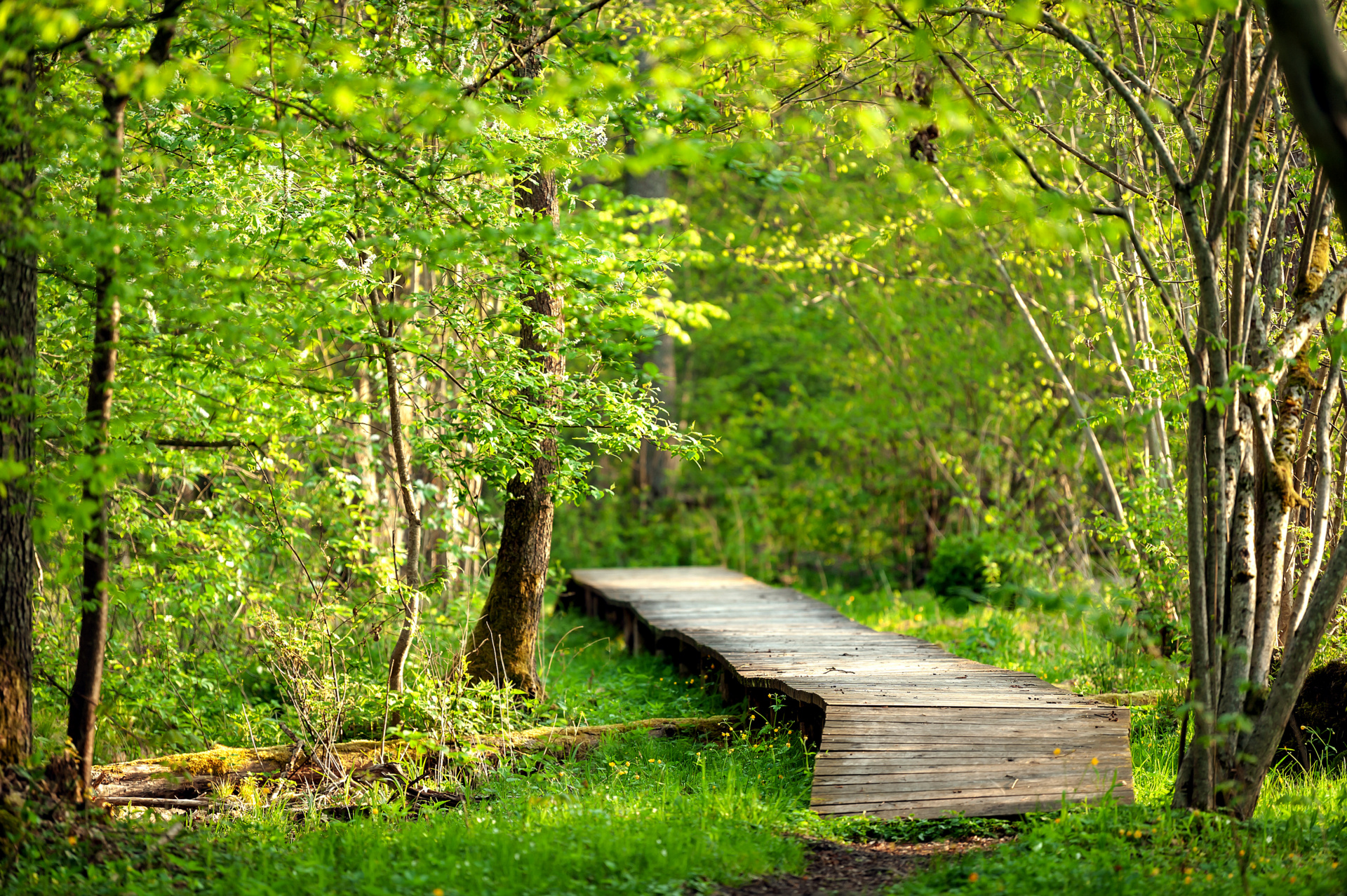 Najciekawsze i najpiękniejsze parki narodowe w Polsce | Triverna