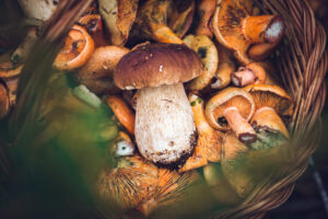 Kiedy i gdzie na grzyby? Najlepsze miejsca na grzybobranie | Triverna